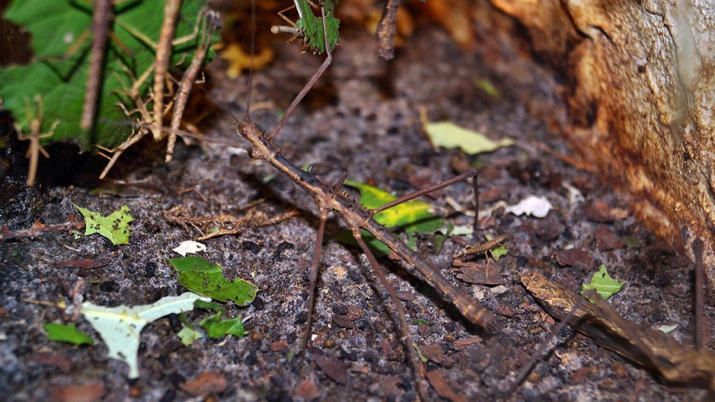 Phasme, insecte maître du camouflage ! Qui est-il ? Comment vit-il